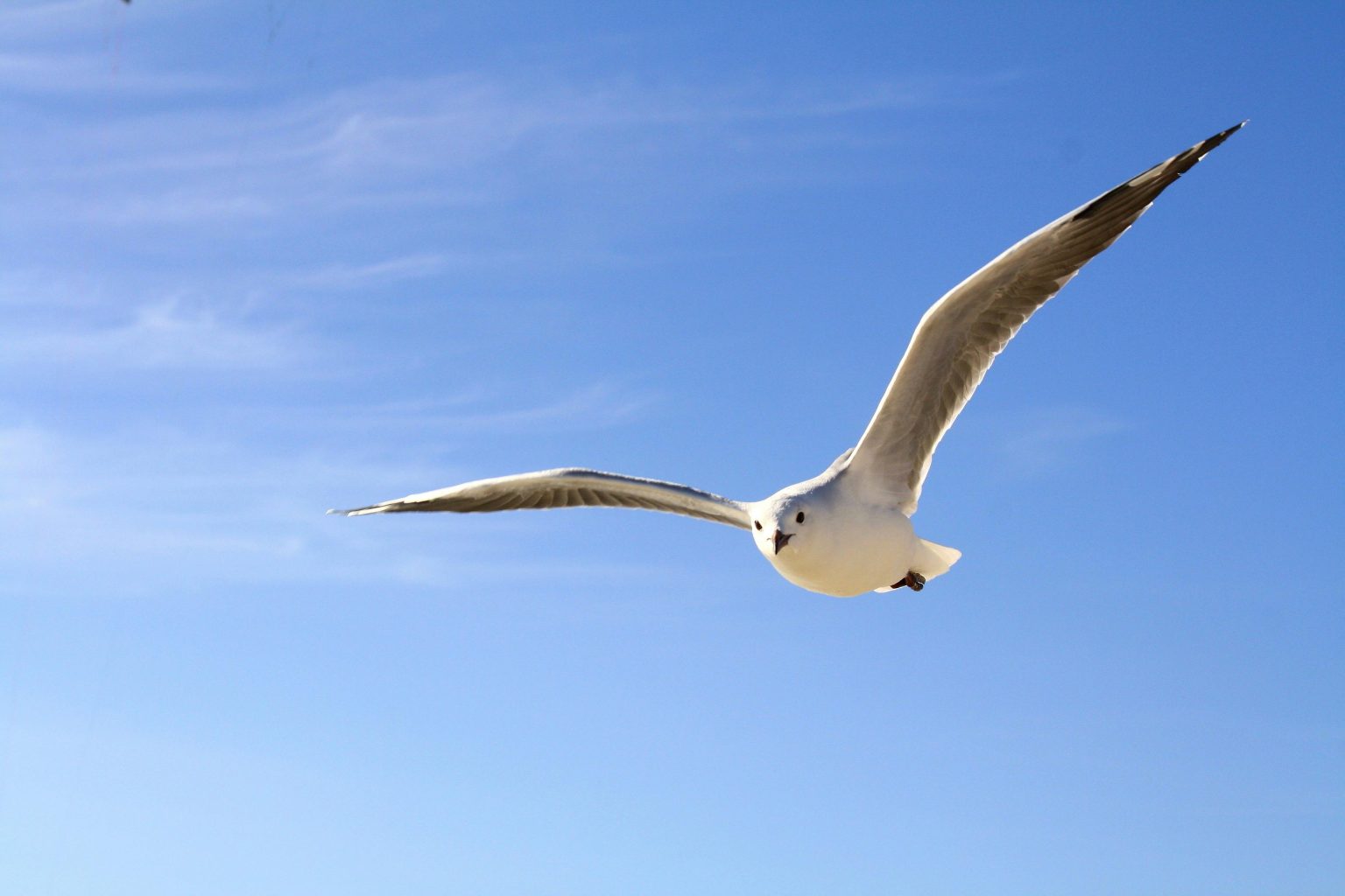 Boat Lift Canopy Bird Deterrent - Glen Lake Marine